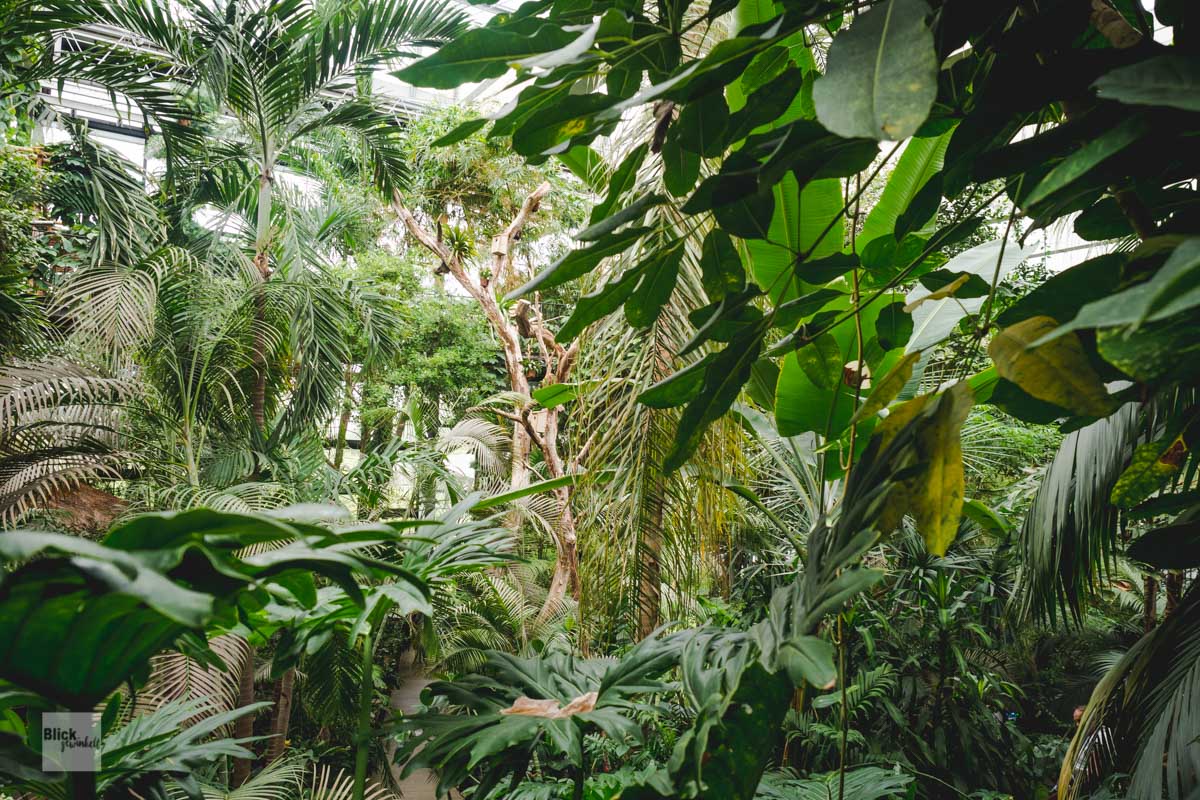Wo der Pfeffer wächst: Die Tropenwelt der Biosphäre Potsdam ...
