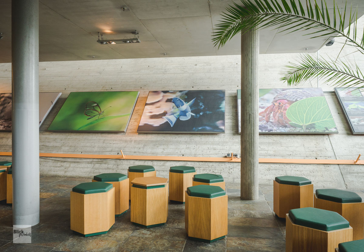 Wo der Pfeffer wächst: Die Tropenwelt der Biosphäre Potsdam ...