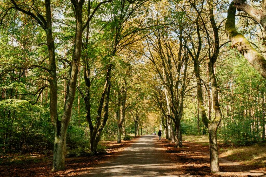 Berliner Grunewald: Touren & Sehenswürdigkeiten | blickgewinkelt